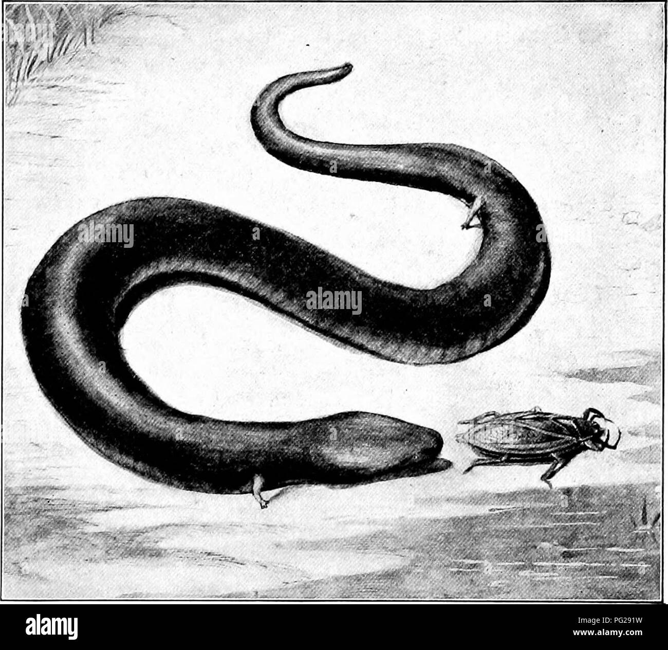 This work presents the natural history of North America's higher ...