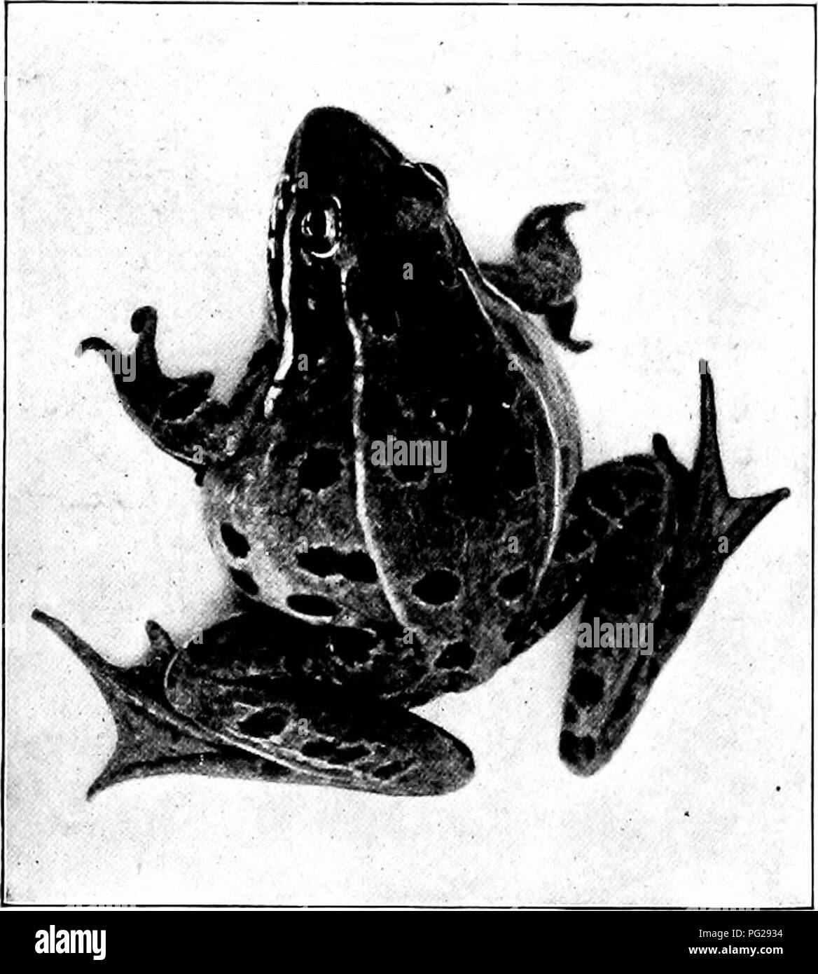 Frogs skeletal structure Black and White Stock Photos & Images - Alamy