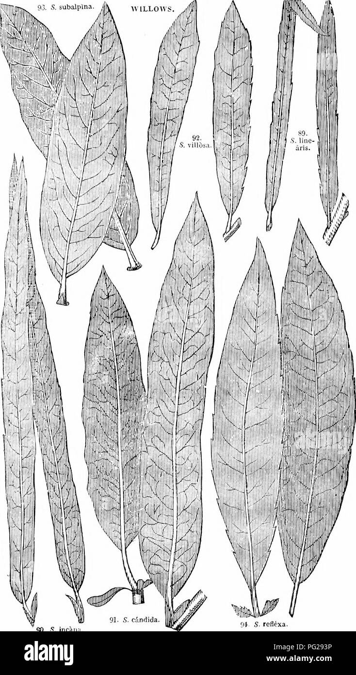 This book describes the trees and shrubs of Britain, both native and ...