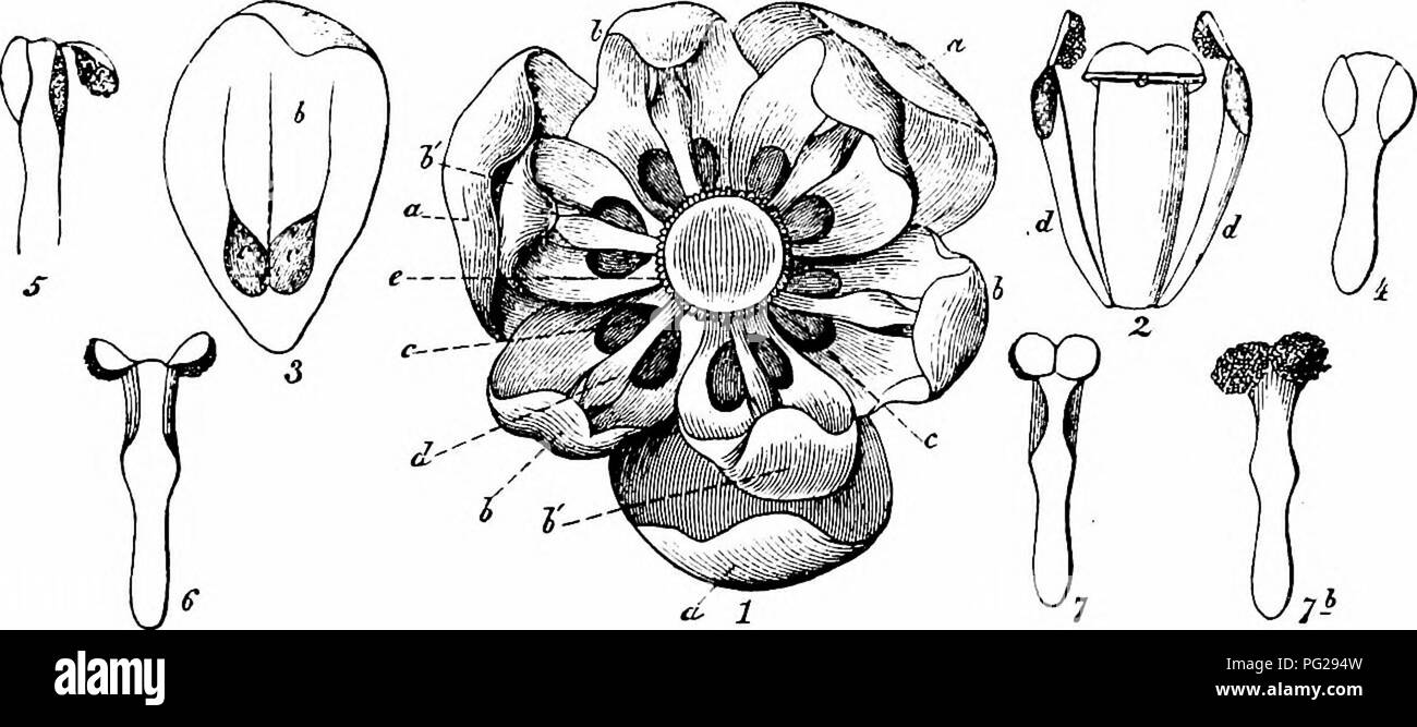 . Handbook of flower pollination : based upon Hermann MuÌller's work ...