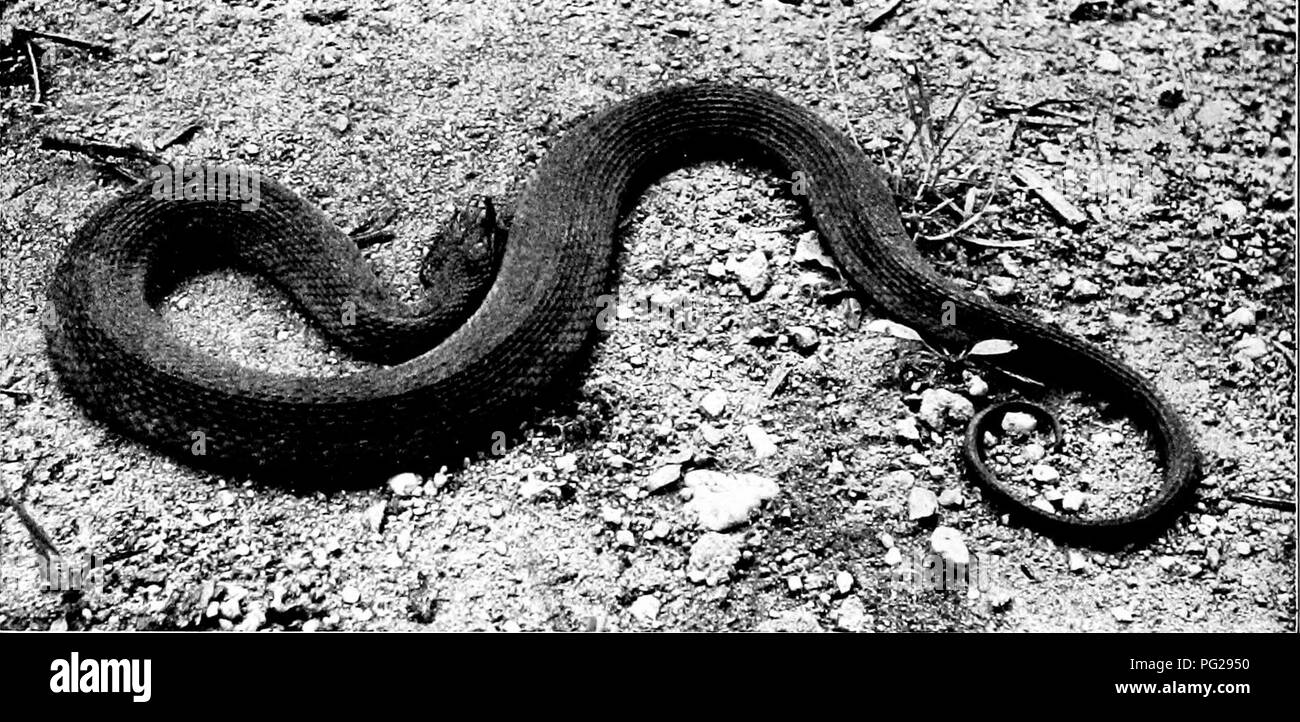 North american snakes Black and White Stock Photos & Images - Alamy