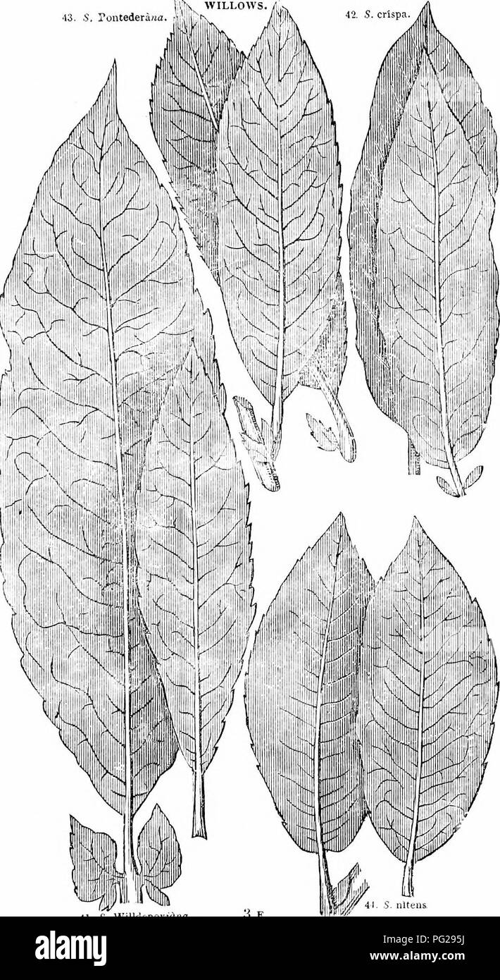 Tedera hi-res stock photography and images - Alamy