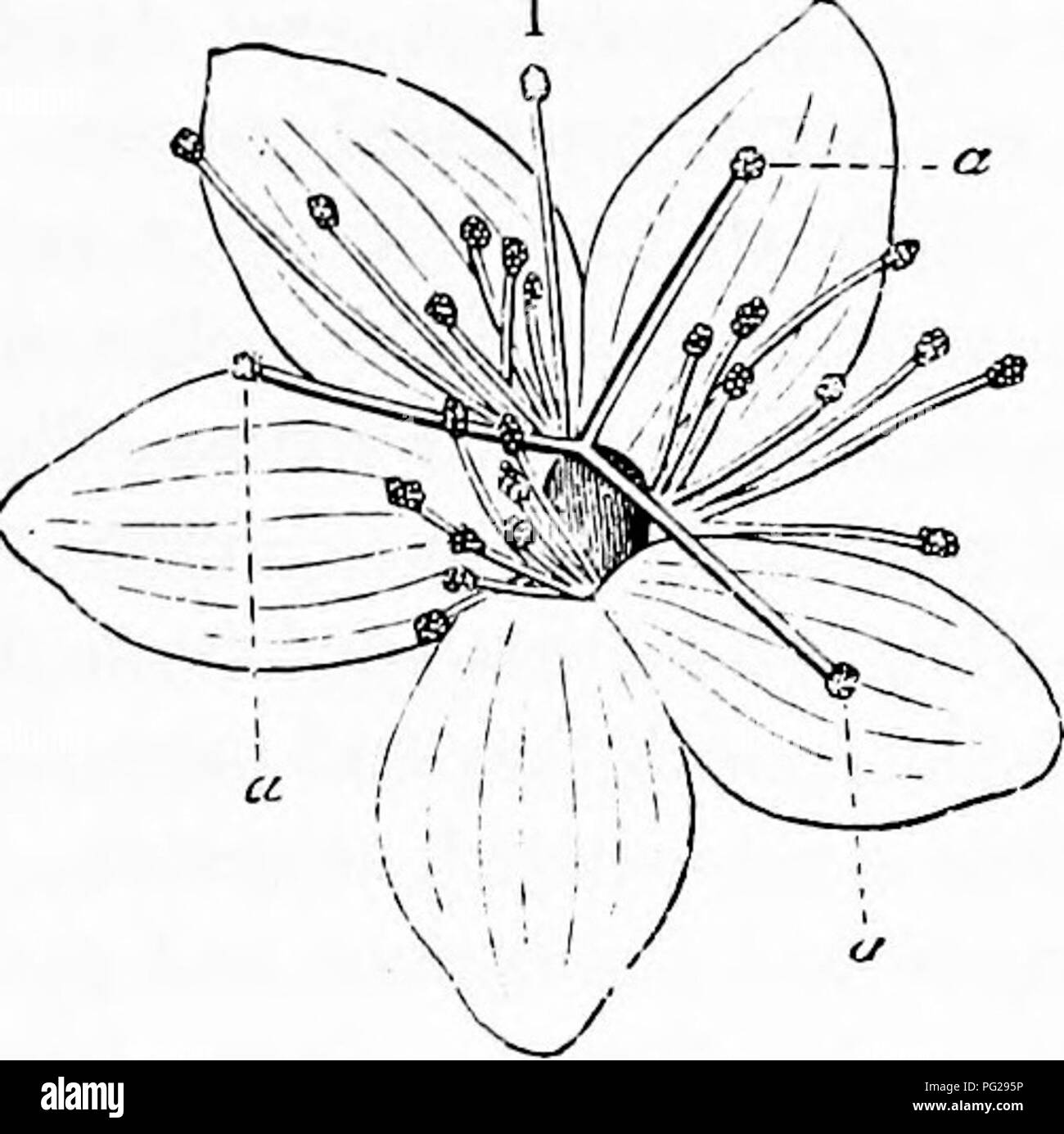 This guide, based on Hermann Müller's work, explores the pollination ...