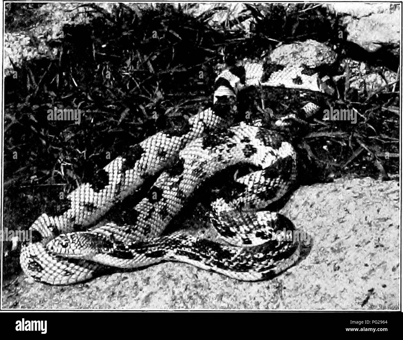 North american king snake hi-res stock photography and images - Alamy