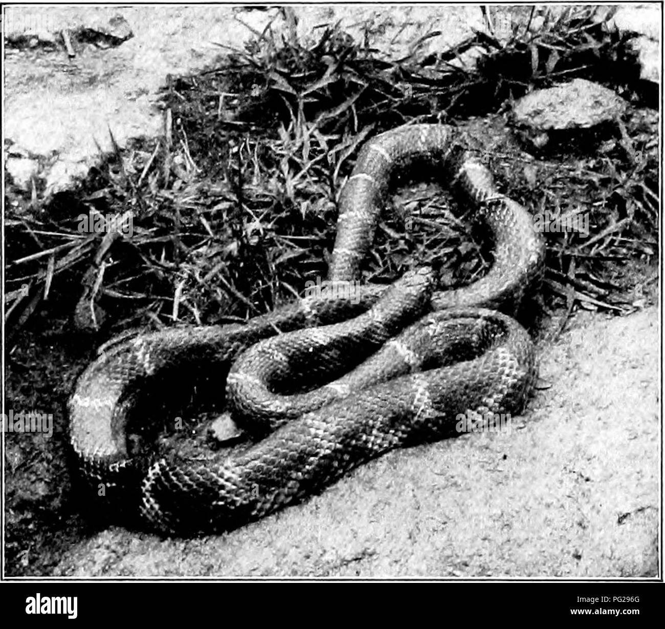 North american king snake hi-res stock photography and images - Alamy