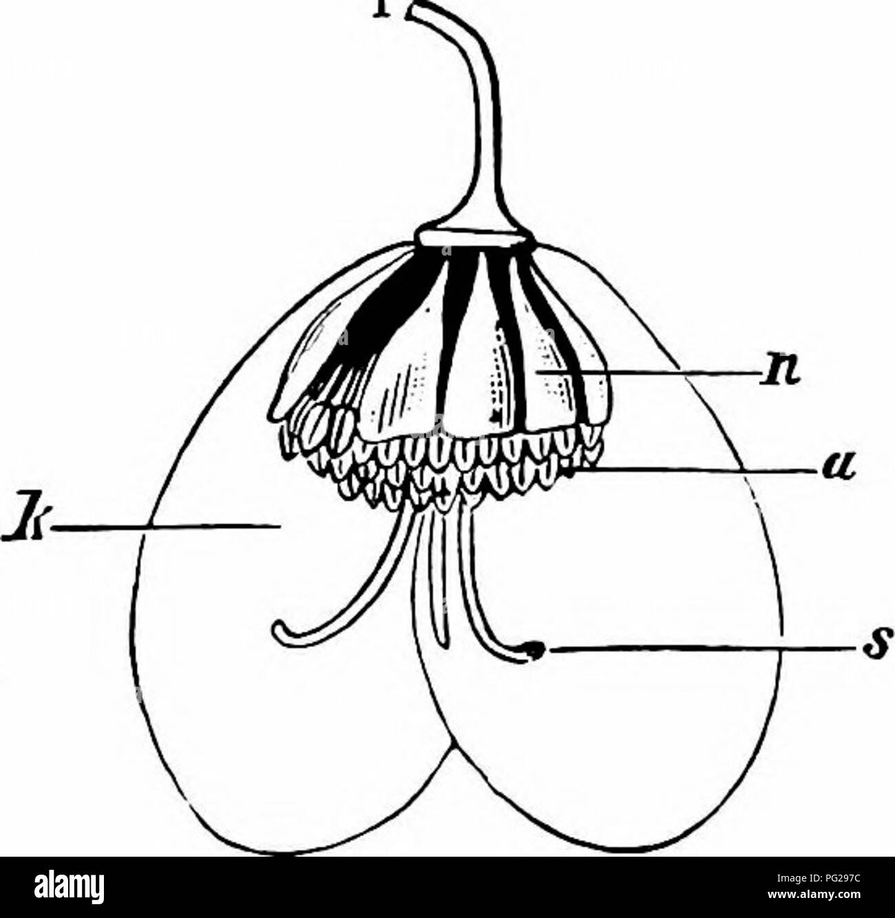 This handbook on flower pollination, based on Hermann Müller's work ...