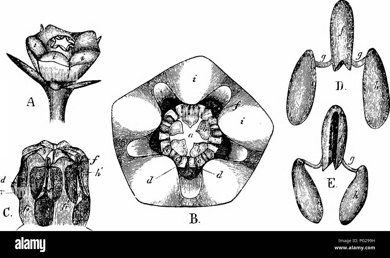 . Handbook of flower pollination : based upon Hermann Mu?ller's work ...