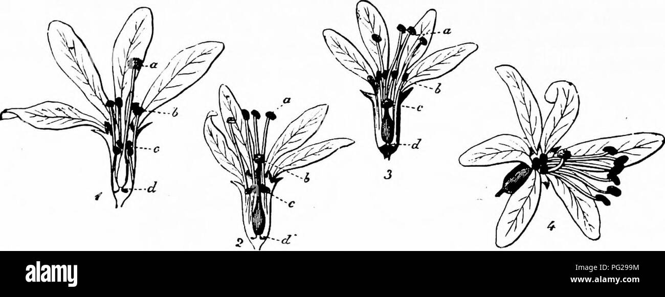 This handbook discusses the process of flower fertilization, based on ...