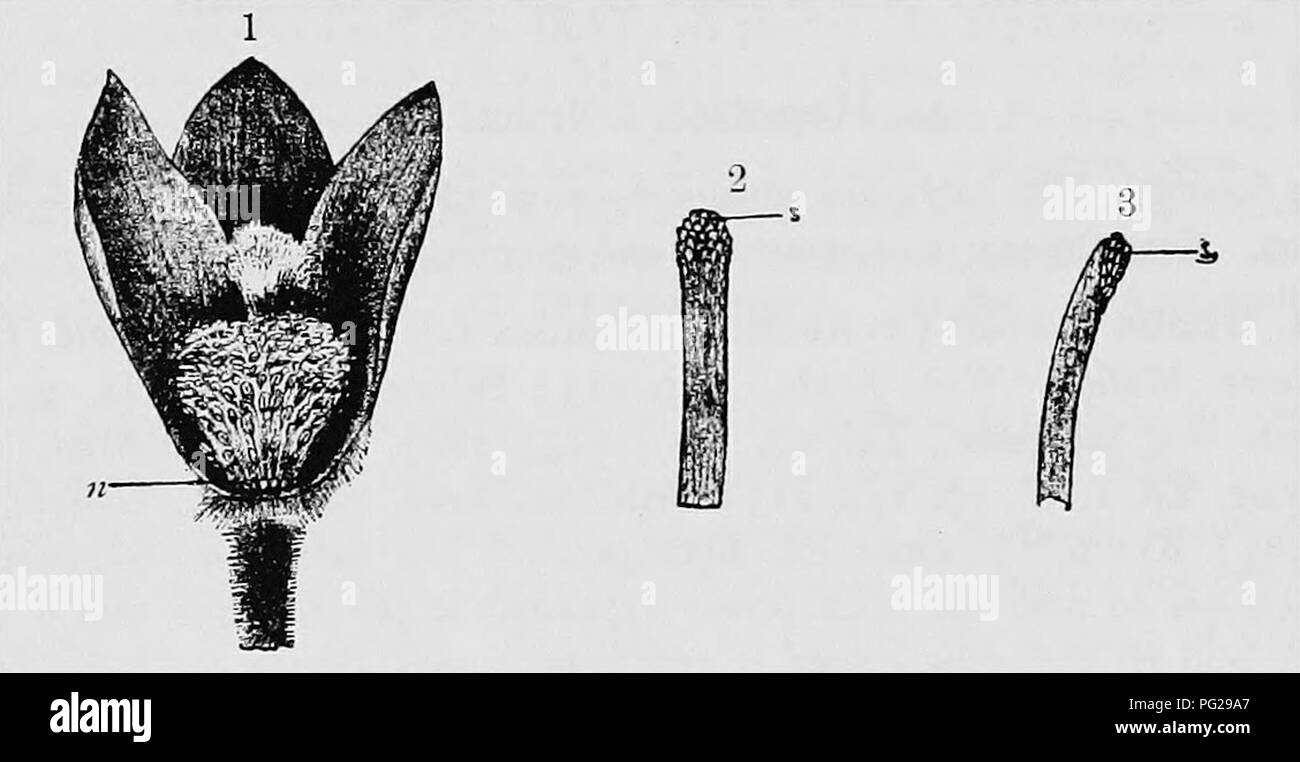 This image showcases various insects, including Lepidoptera and ...