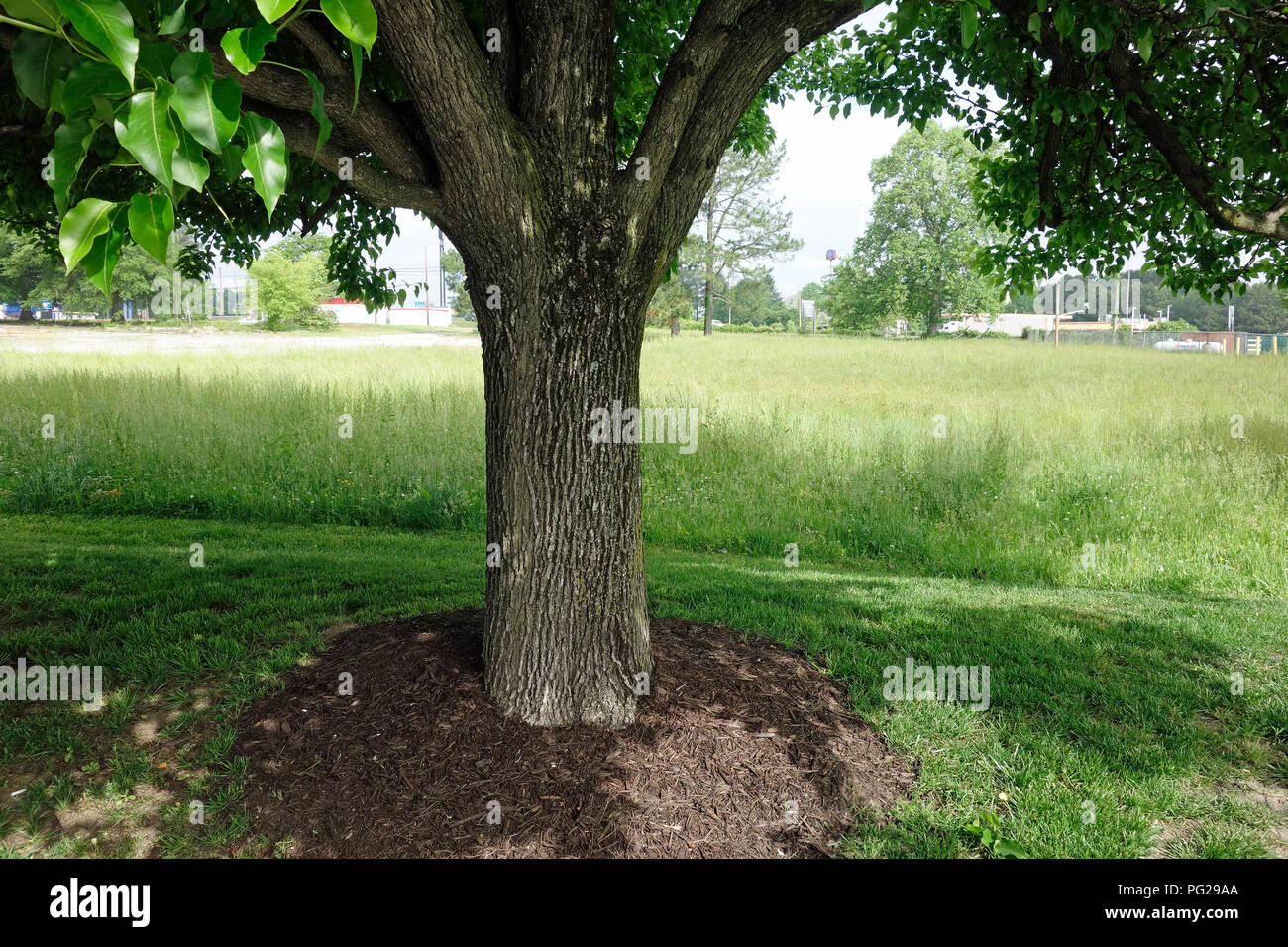 A tree in Georgia, USA Stock Photo - Alamy