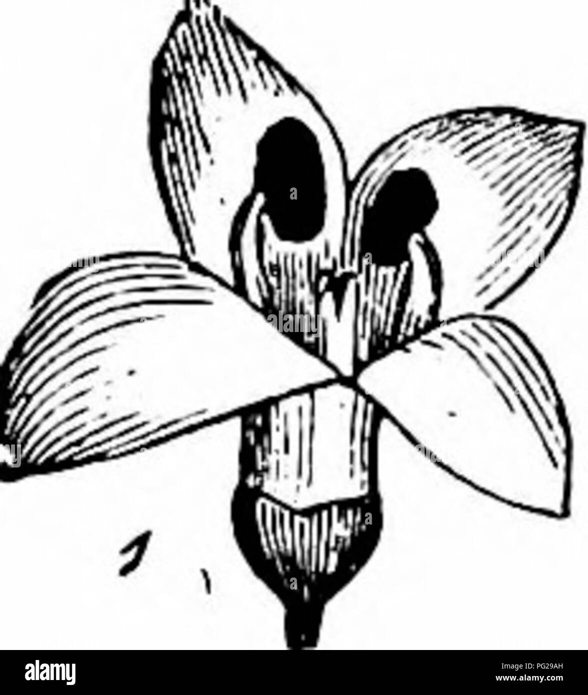 3 lobed stigma hi-res stock photography and images - Alamy