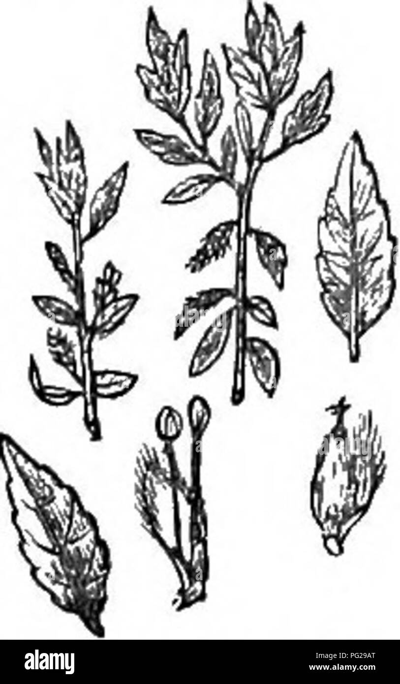 This work provides a scientific and popular description of hardy trees ...