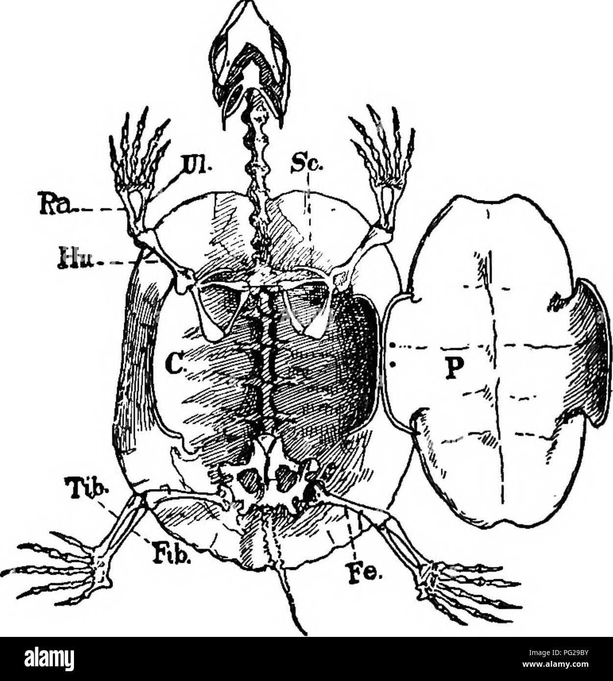 . The American natural history; a foundation of useful knowledge of the ...