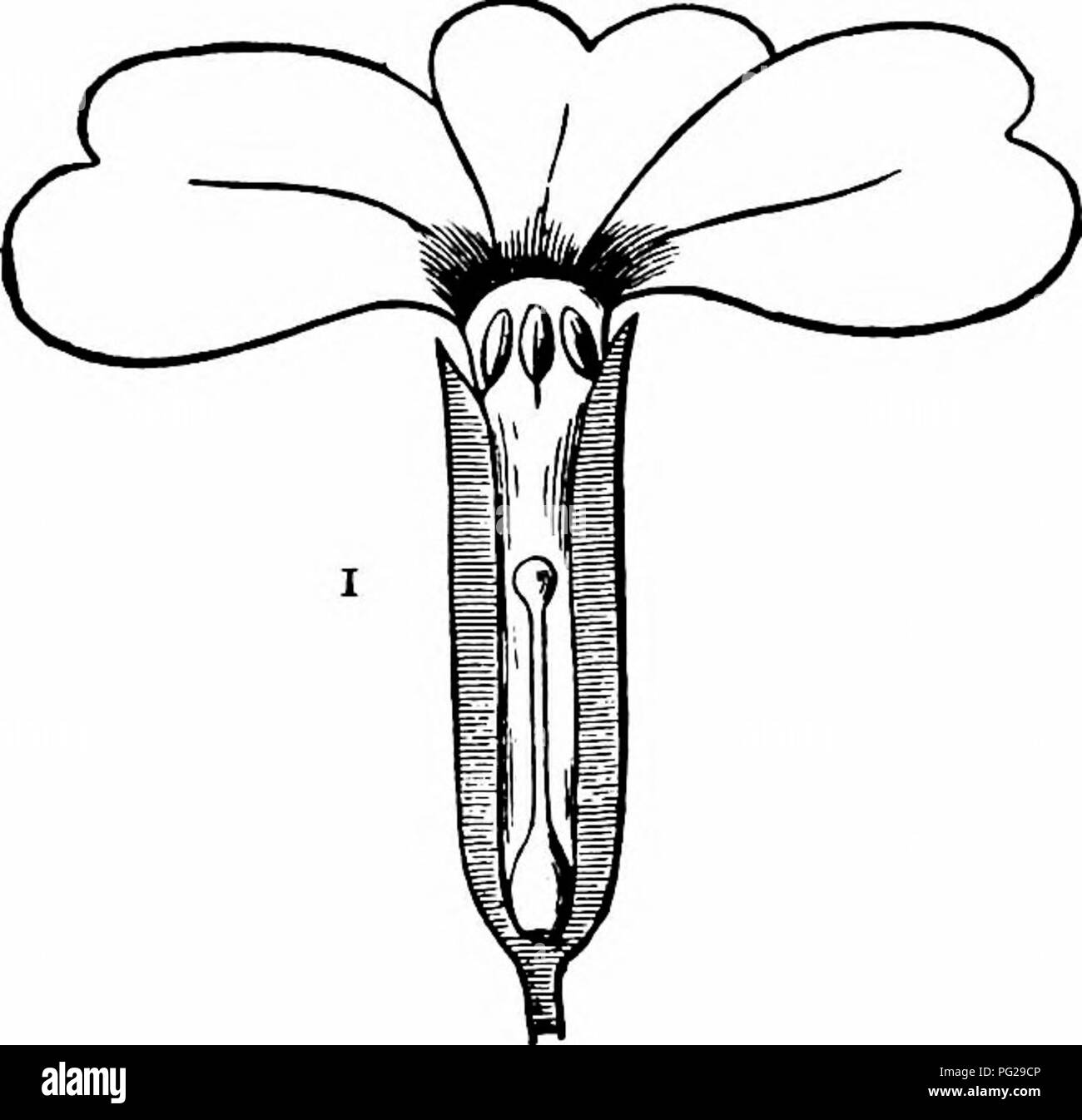 Indiscriminate Clipart Of Flowers