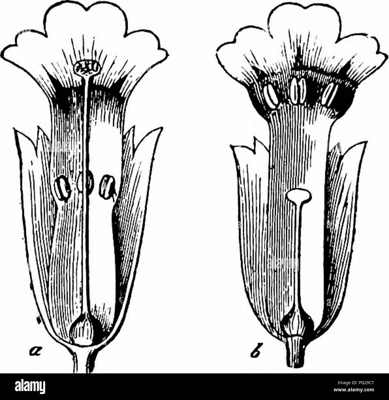 Nectar guide hi-res stock photography and images - Alamy