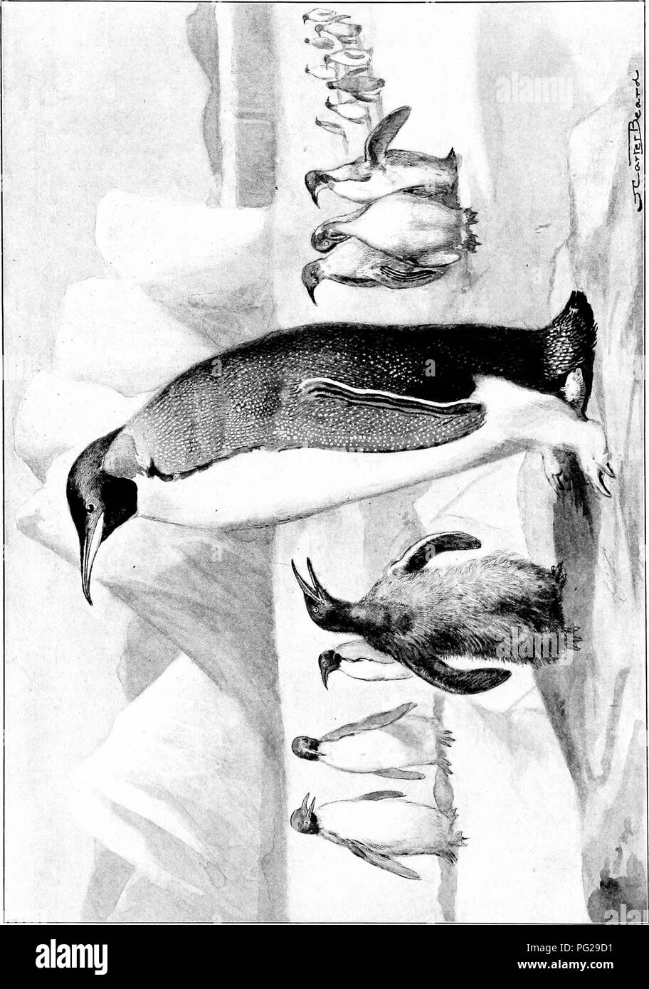 This work by William Temple Hornaday explores the higher animals of ...