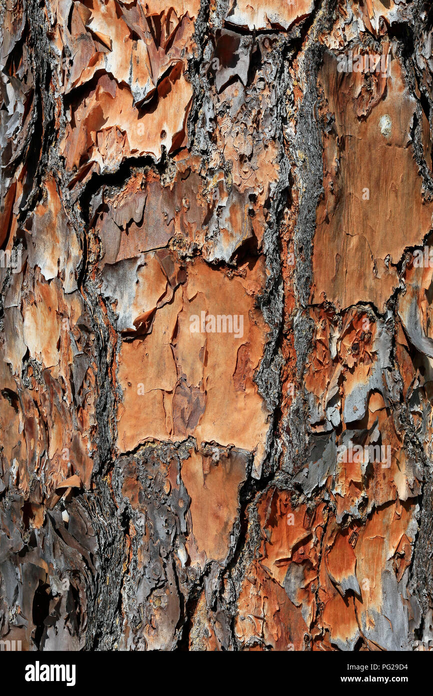 Pine tree bark, florida Stock Photo - Alamy