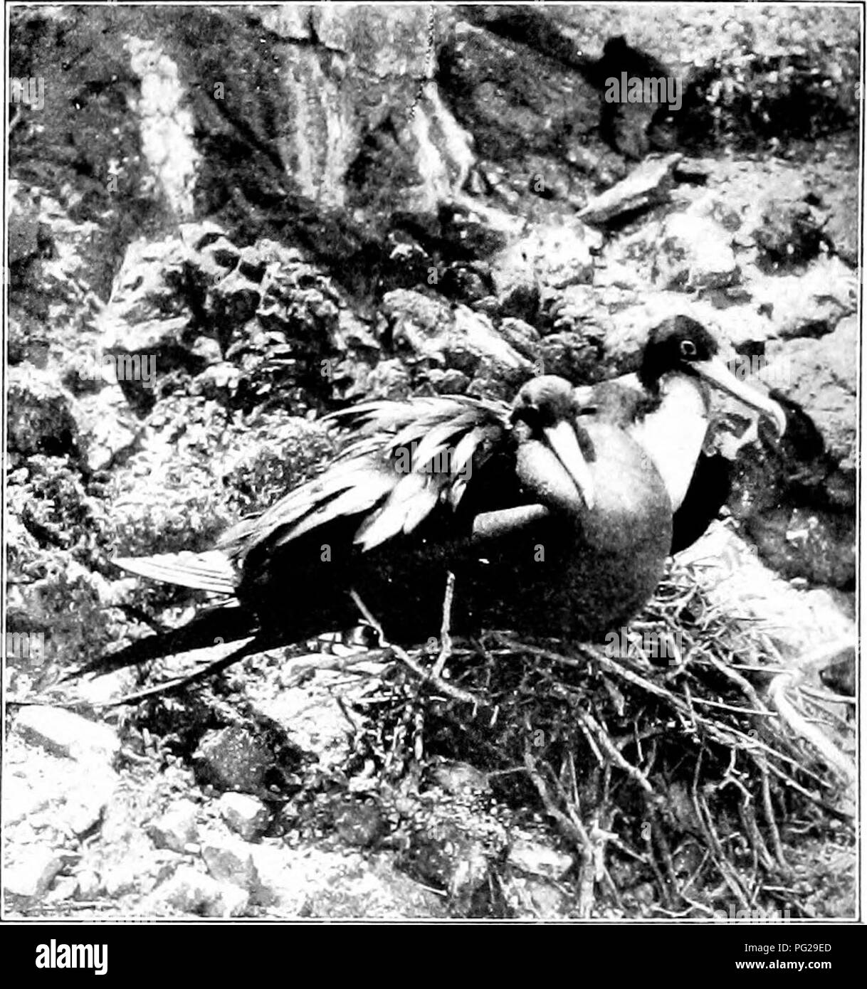 This comprehensive work covers the higher animals of North America ...