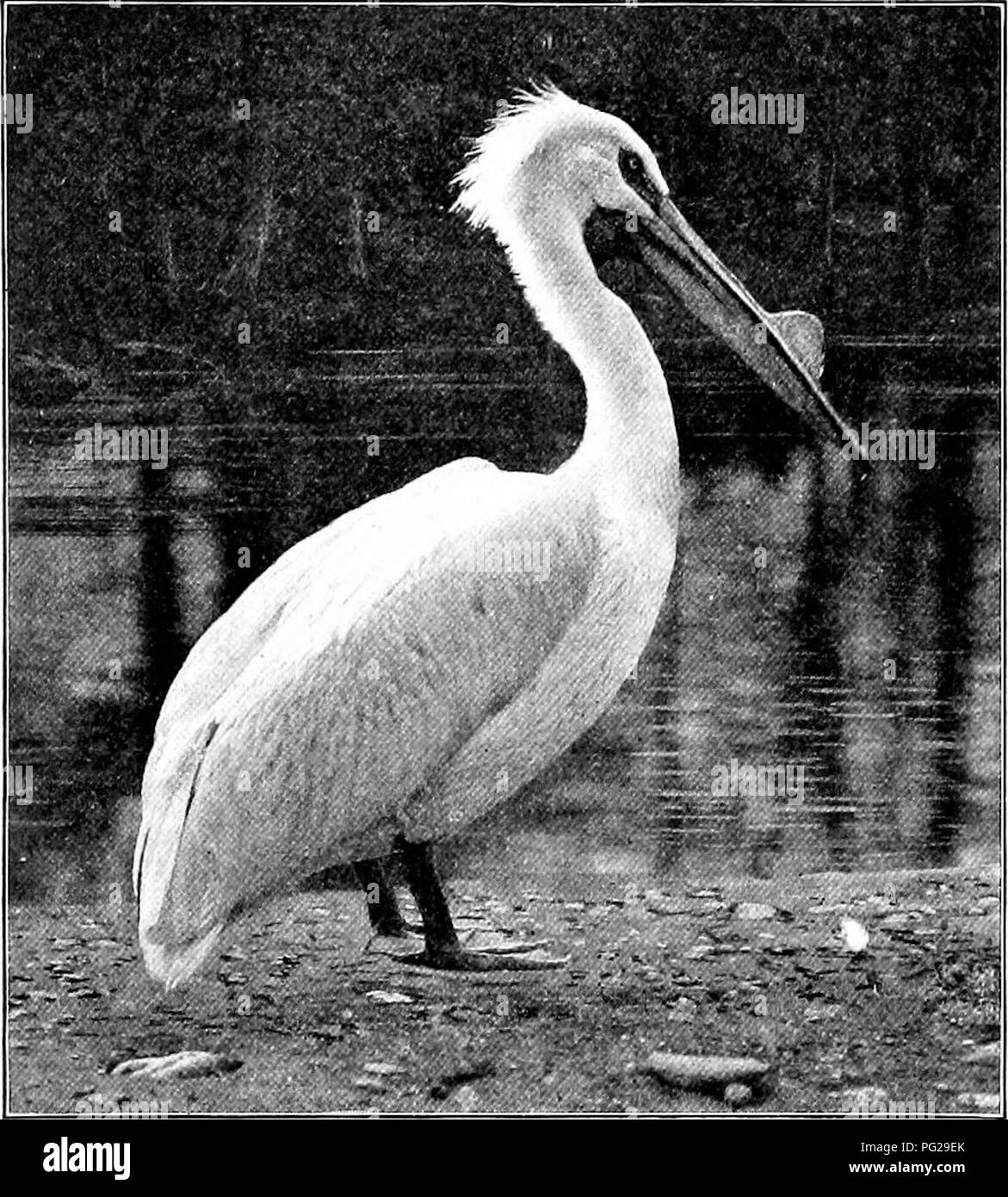 This book provides foundational knowledge on the higher animals of ...