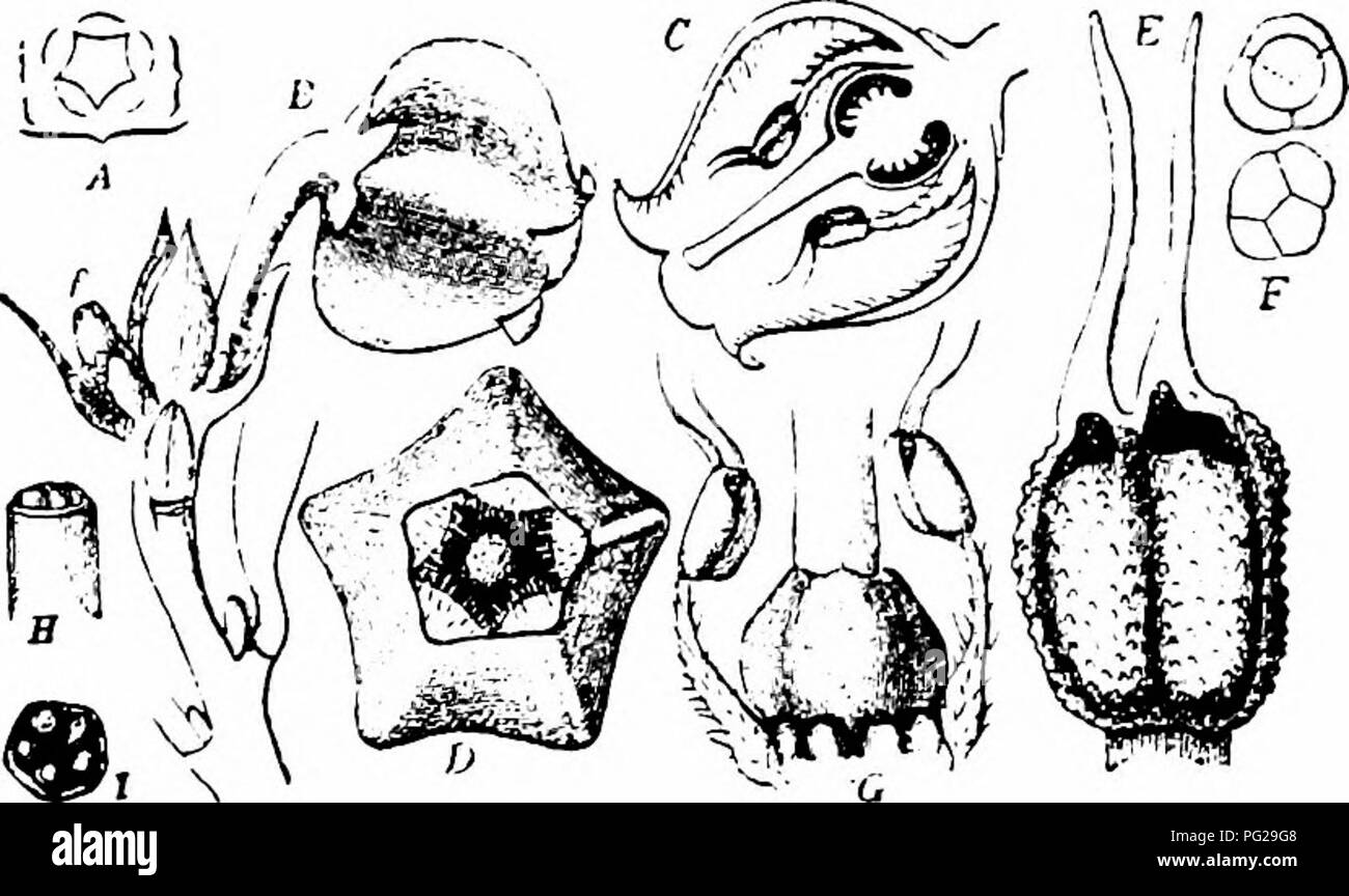 This handbook explores the fertilization of flowers by insects, with a ...