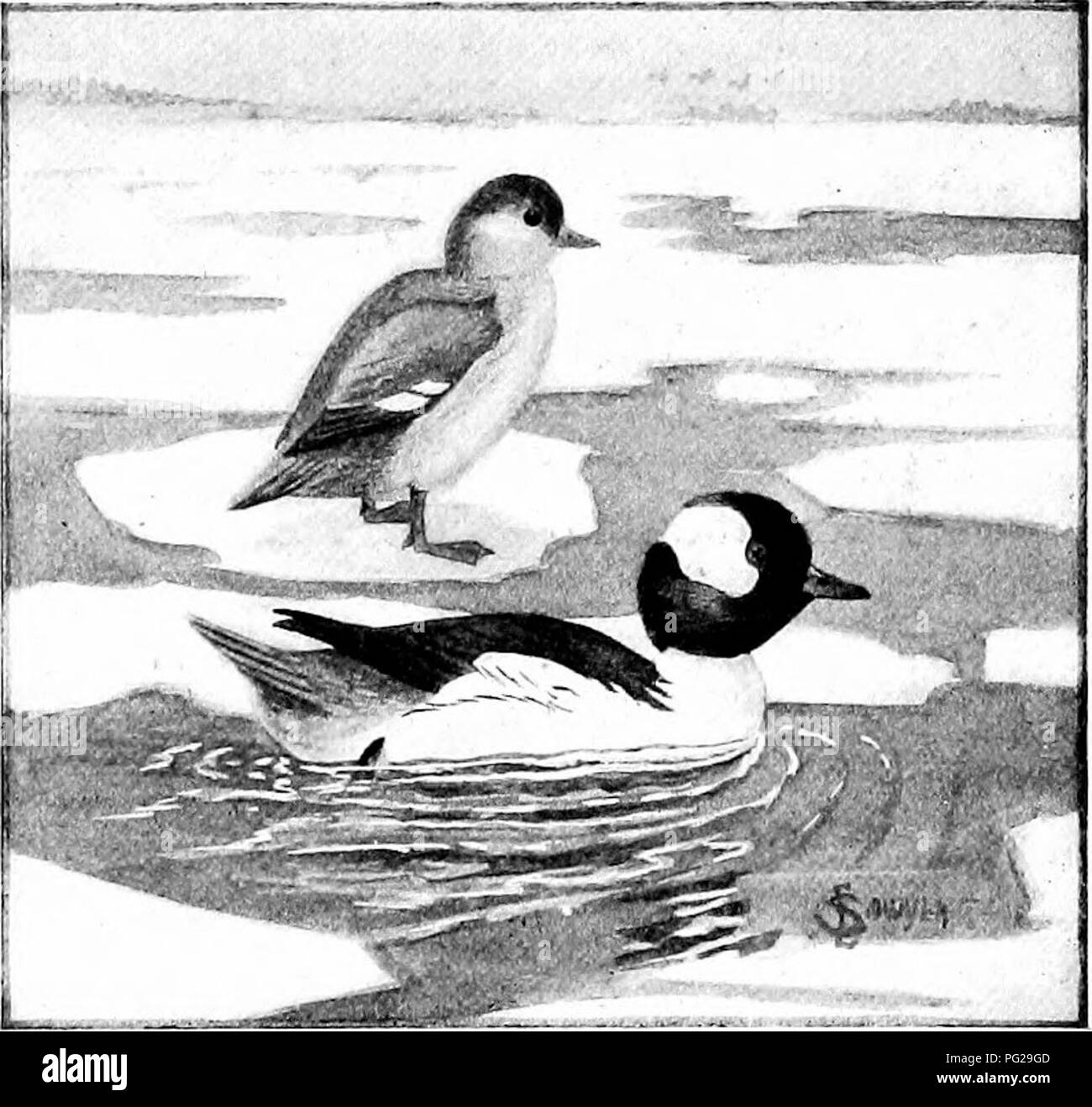 This work covers the higher animals of North America, focusing on their ...