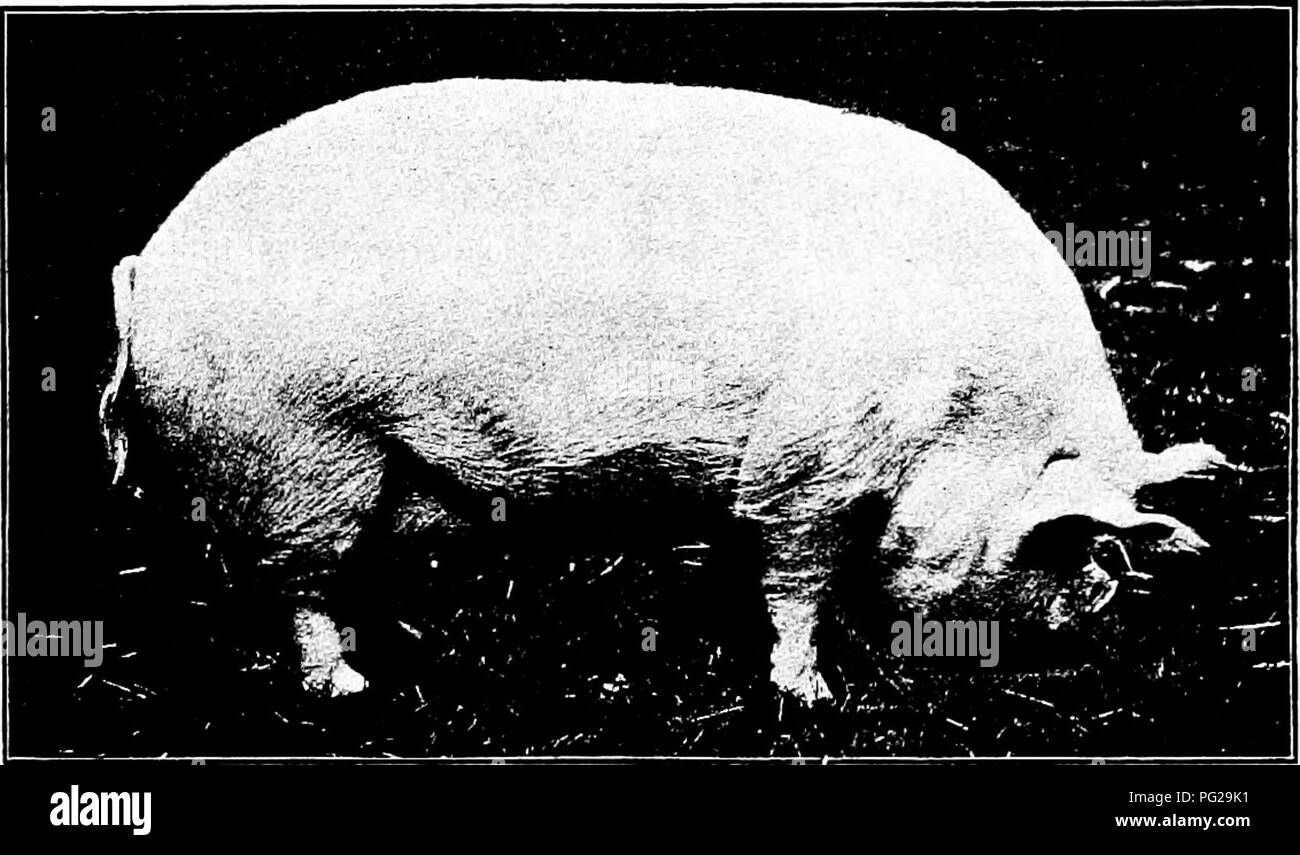 American yorkshire pig hi-res stock photography and images - Alamy