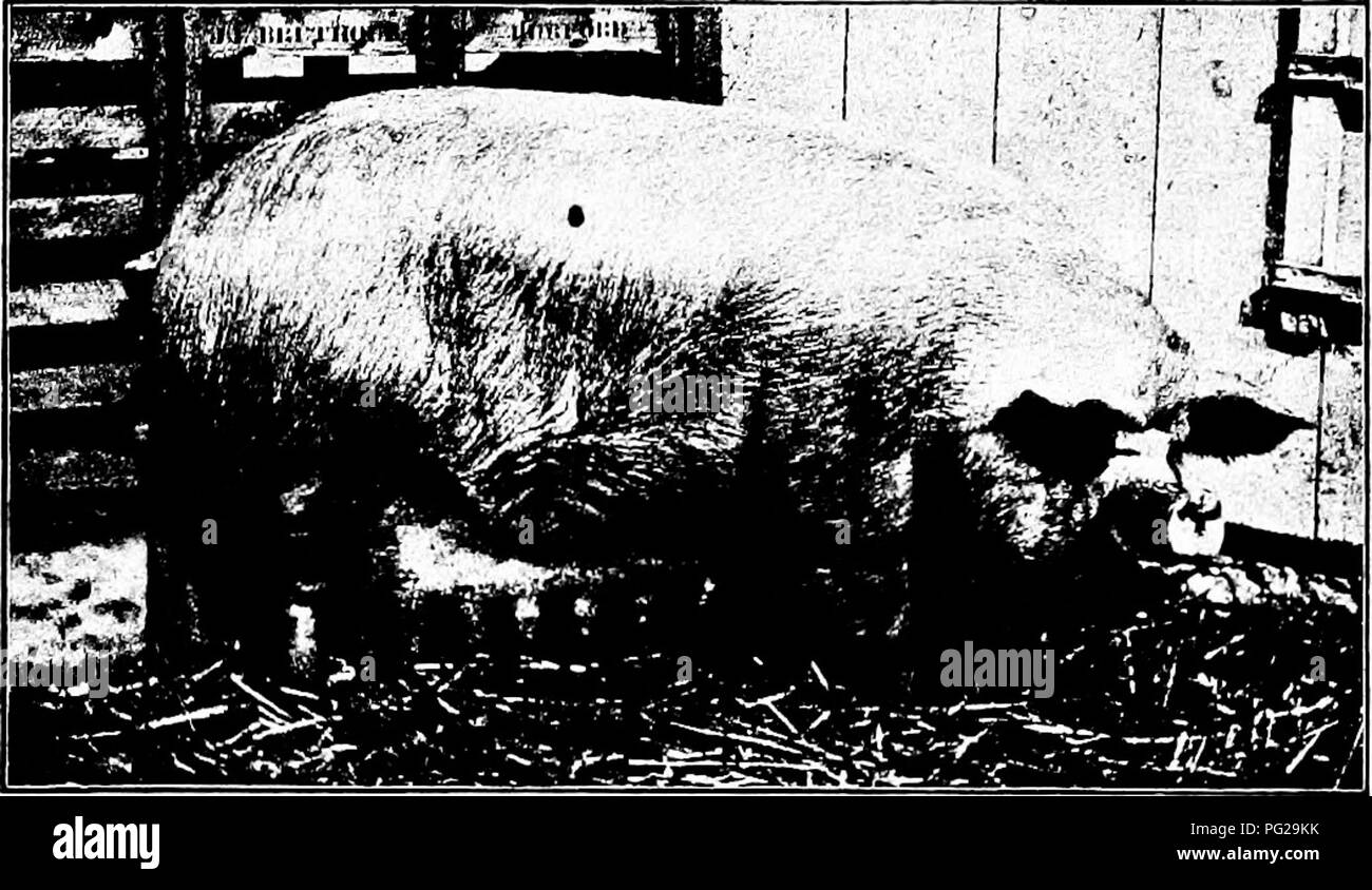 Large white yorkshire pig hi-res stock photography and images - Alamy