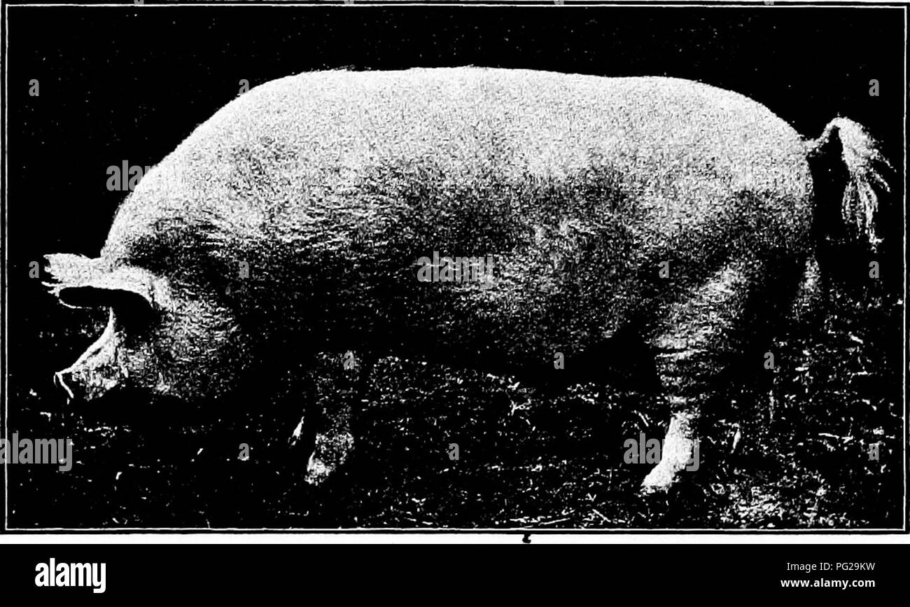 . Types and breeds of farm animals . Livestock. 538 THE PIG At this ...