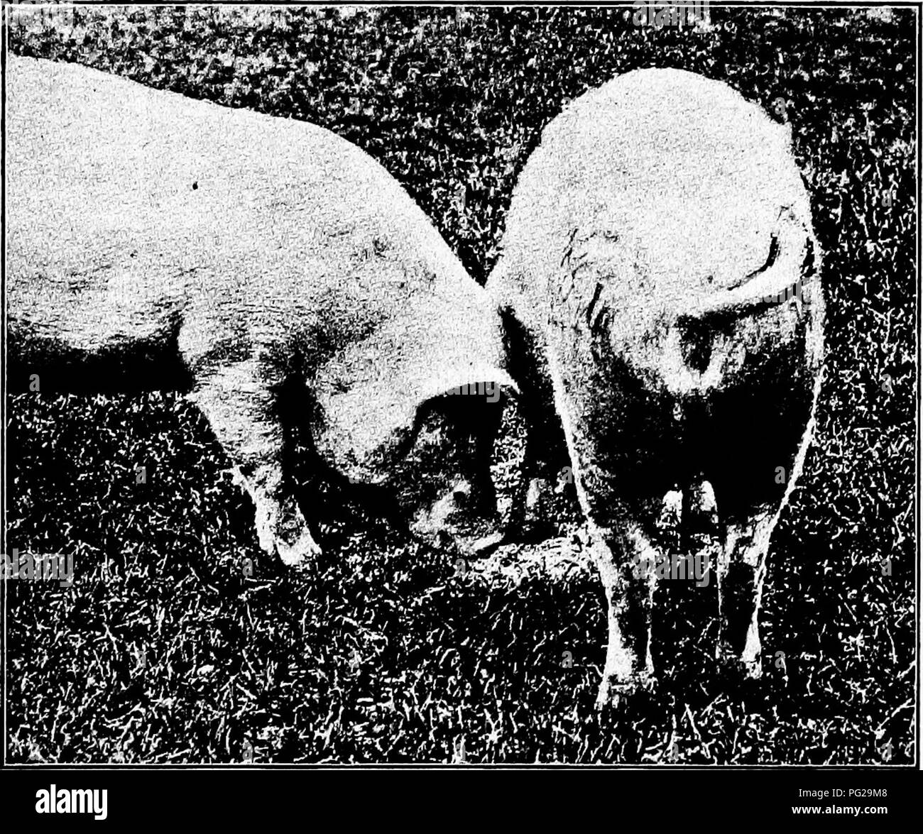 . Types and breeds of farm animals . Livestock. 534 THE PIG peaked ...