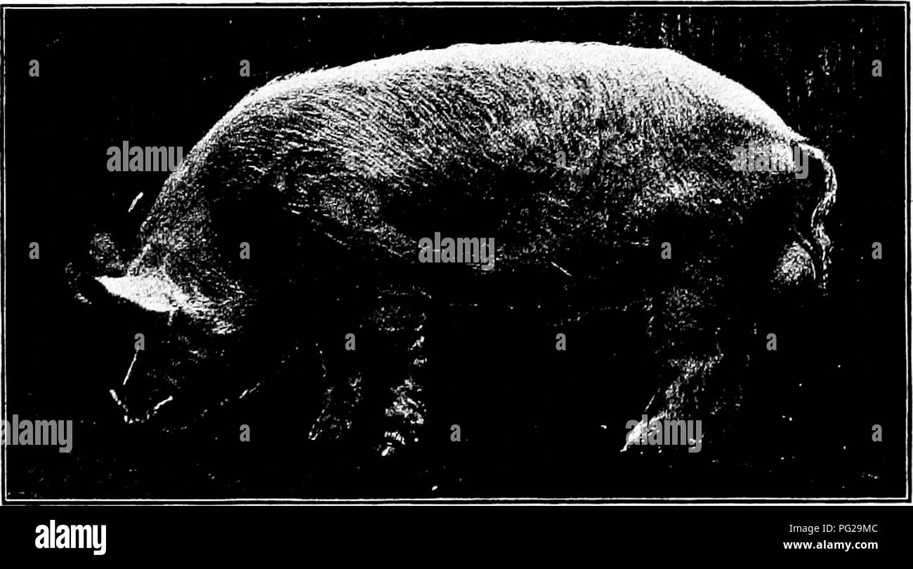 American yorkshire pig hi-res stock photography and images - Alamy