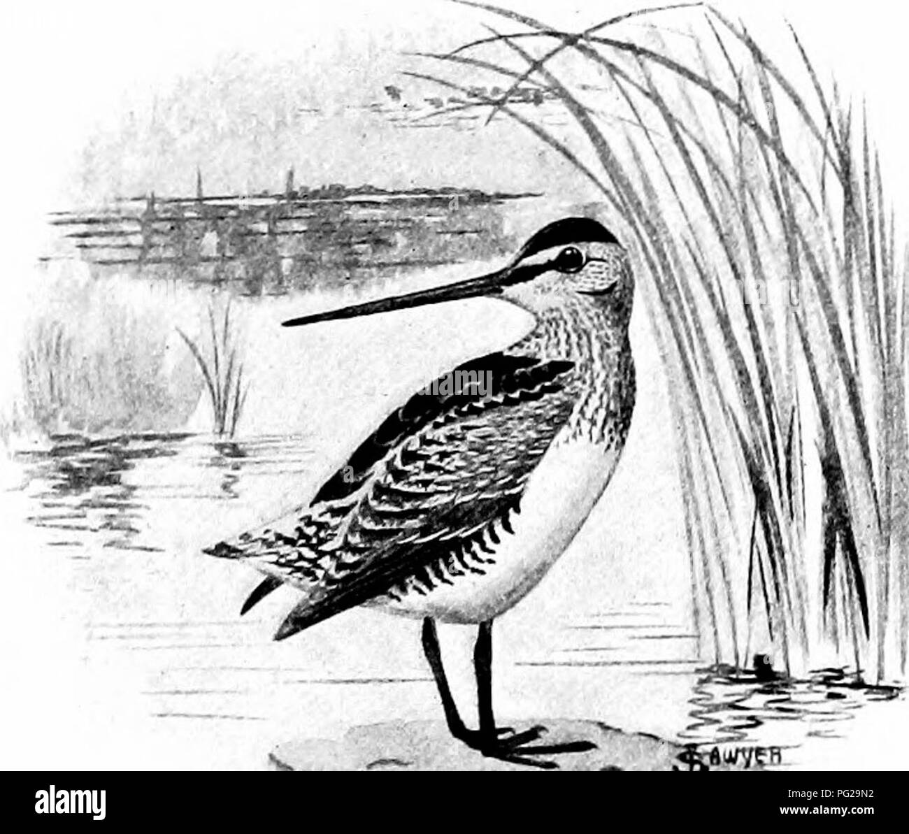 This page from *The American Natural History* provides a comparison of ...