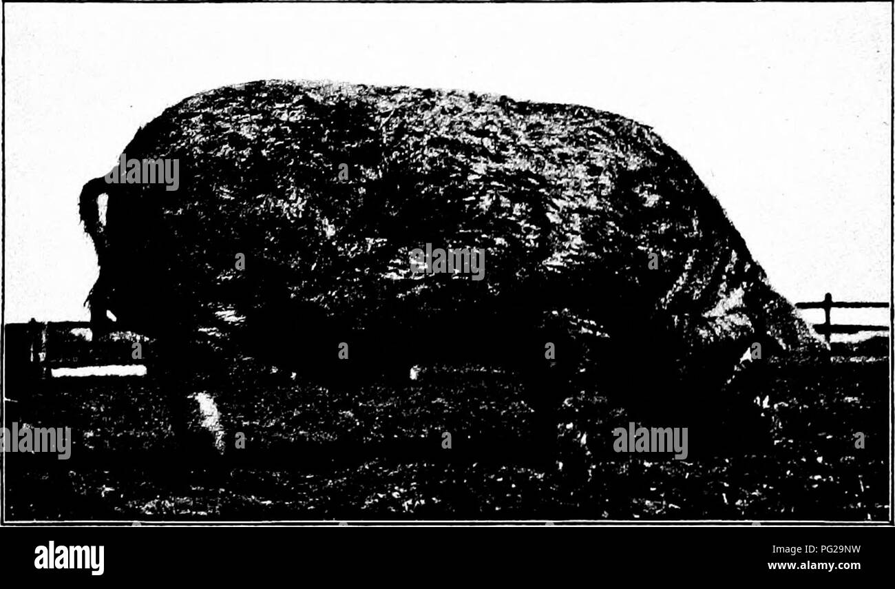 This entry describes the Chester White breed of pigs, highlighting its ...