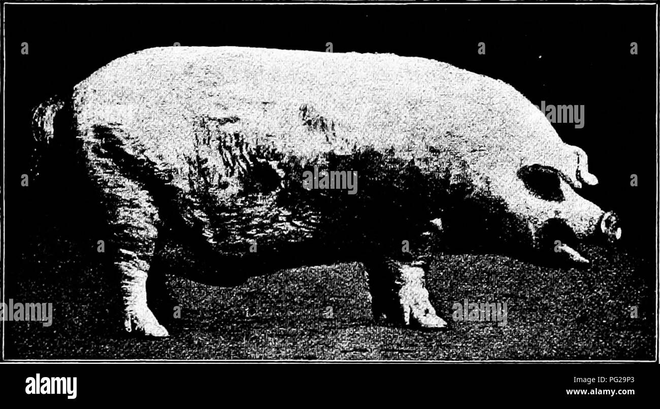The Norfolk Thin Rind pig, imported from England to the United States ...