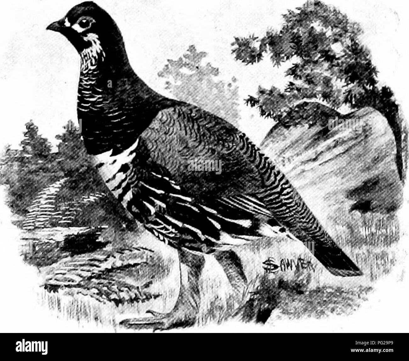 This work provides an overview of North America's higher animal species ...