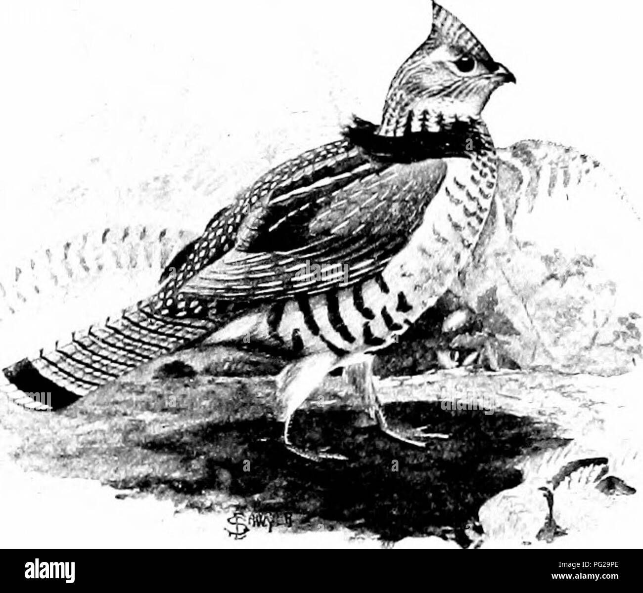 This work offers an in-depth look at the higher animals of North ...