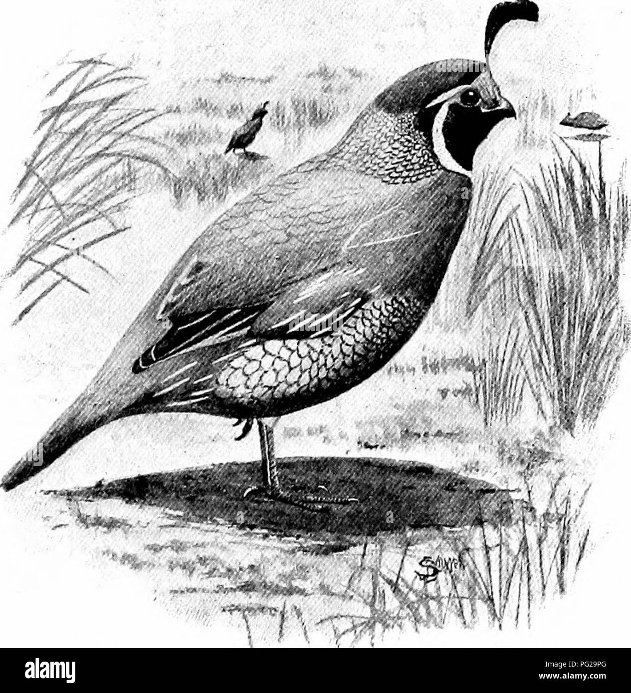 This book provides foundational knowledge of the higher animals of ...