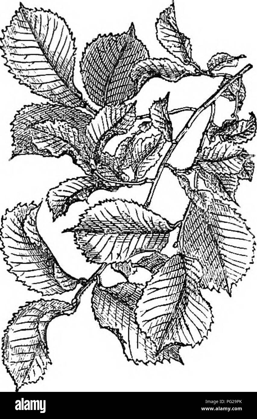 Tree growing horizontally Cut Out Stock Images & Pictures - Alamy