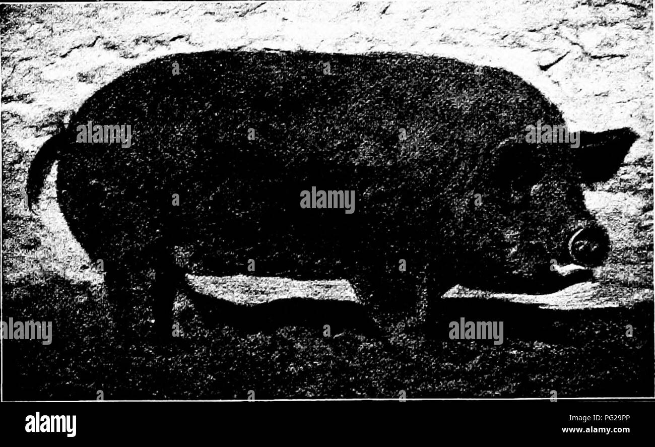 Prize pigs historical Black and White Stock Photos & Images - Alamy