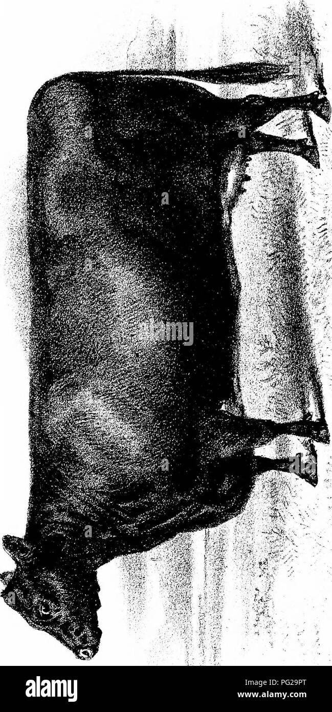 This text provides a detailed history of the Aberdeen-Angus cattle ...