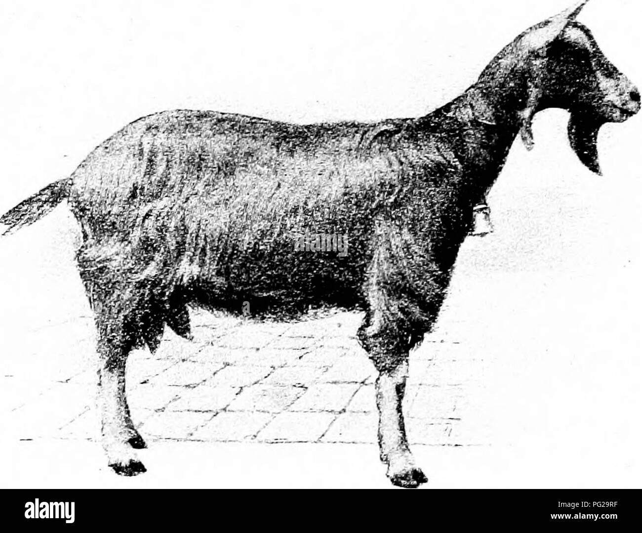 Maltese farm Cut Out Stock Images & Pictures - Alamy