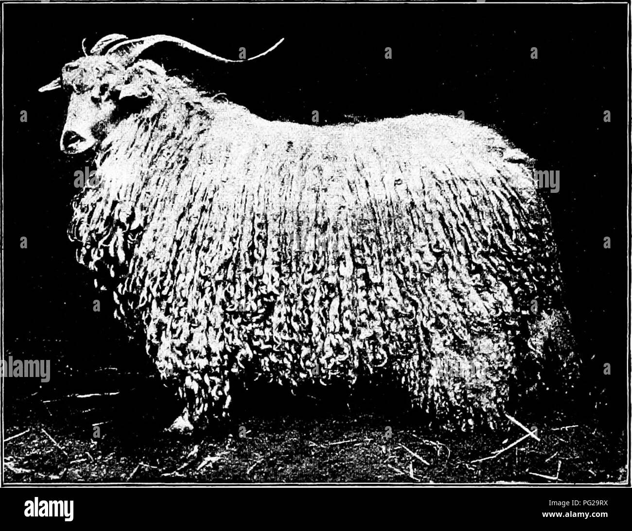 This work describes different breeds of farm animals, including cattle ...