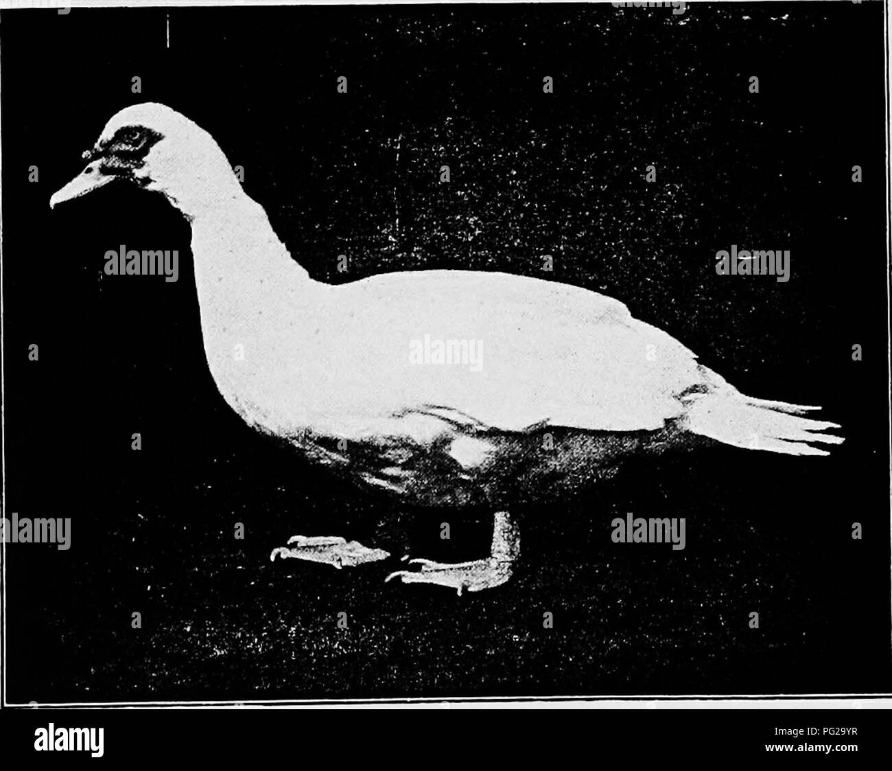 This work features illustrations of various duck and goose species ...