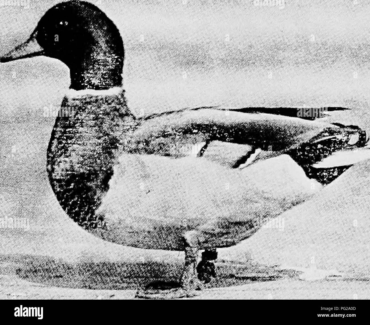 This publication covers various species of ducks and geese, providing ...