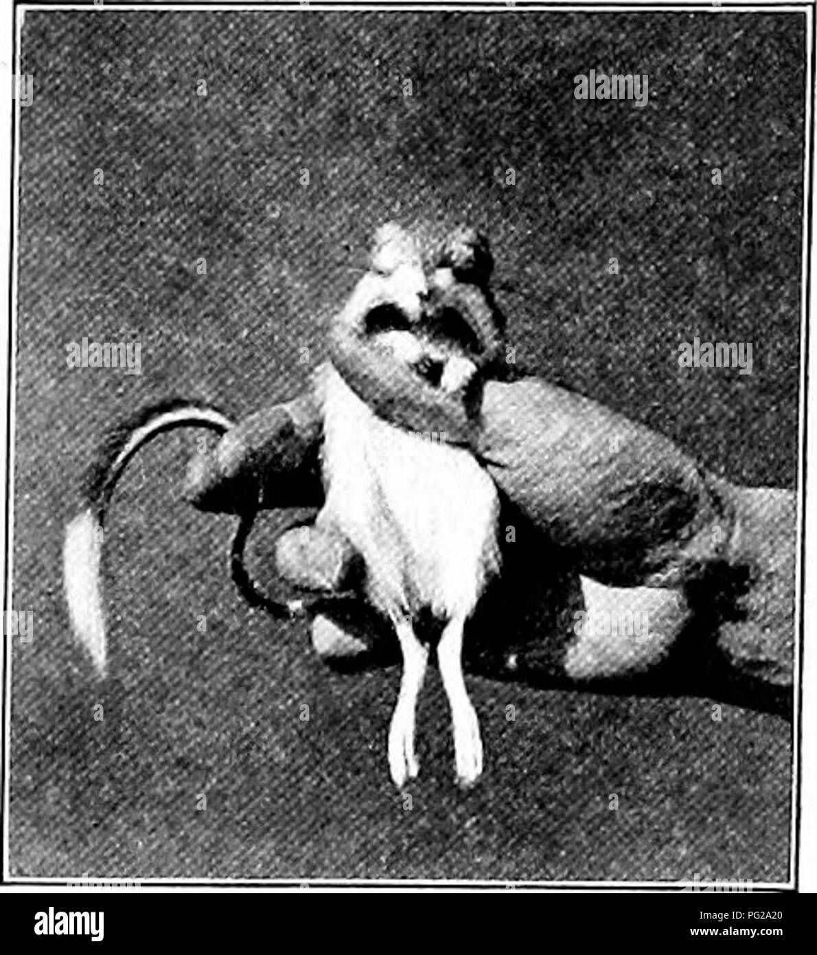 This text offers a comprehensive overview of the higher animals in ...