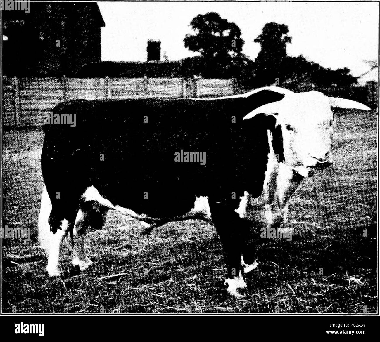 This section discusses the Hereford breed, focusing on its introduction ...