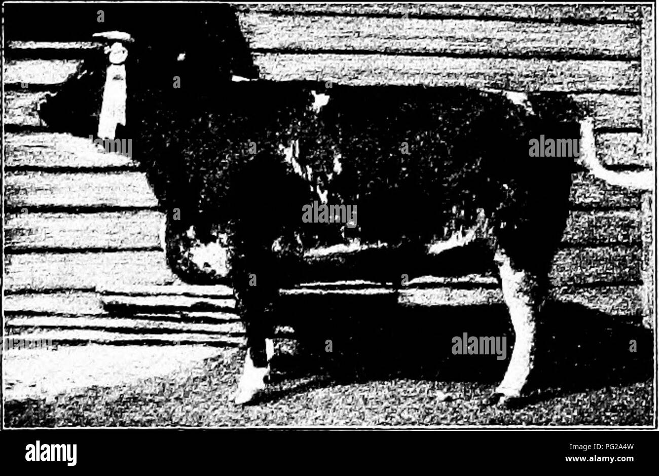 Jersey cow breeds hi-res stock photography and images - Alamy