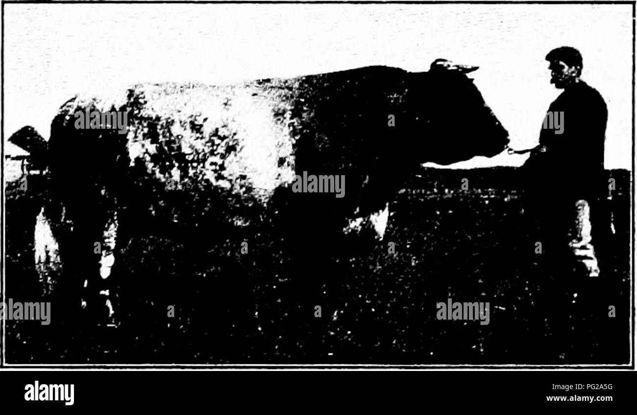 Bull of charles i hi-res stock photography and images - Alamy