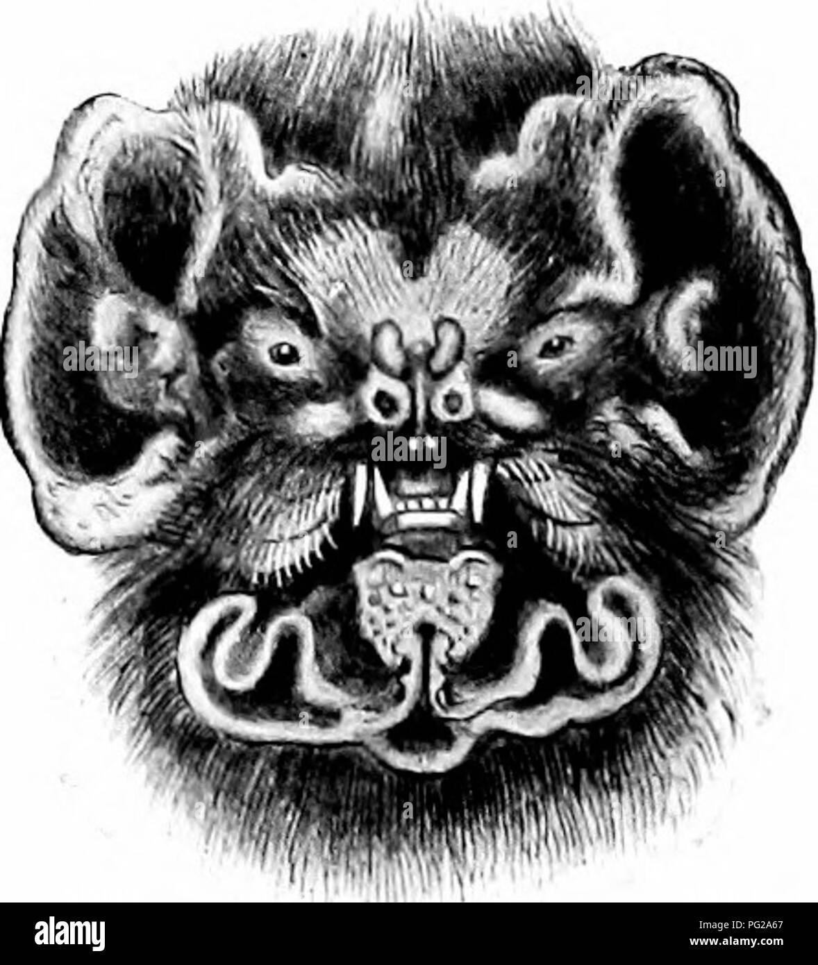 Southern long nosed bat hi-res stock photography and images - Alamy