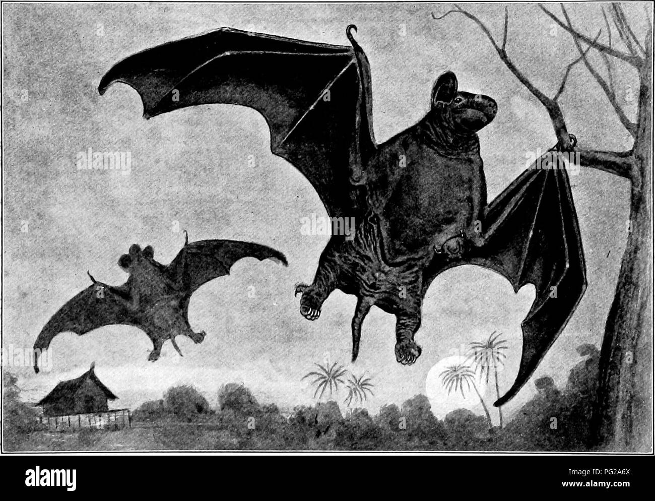 Chiroptera Order High Resolution Stock Photography and Images - Alamy