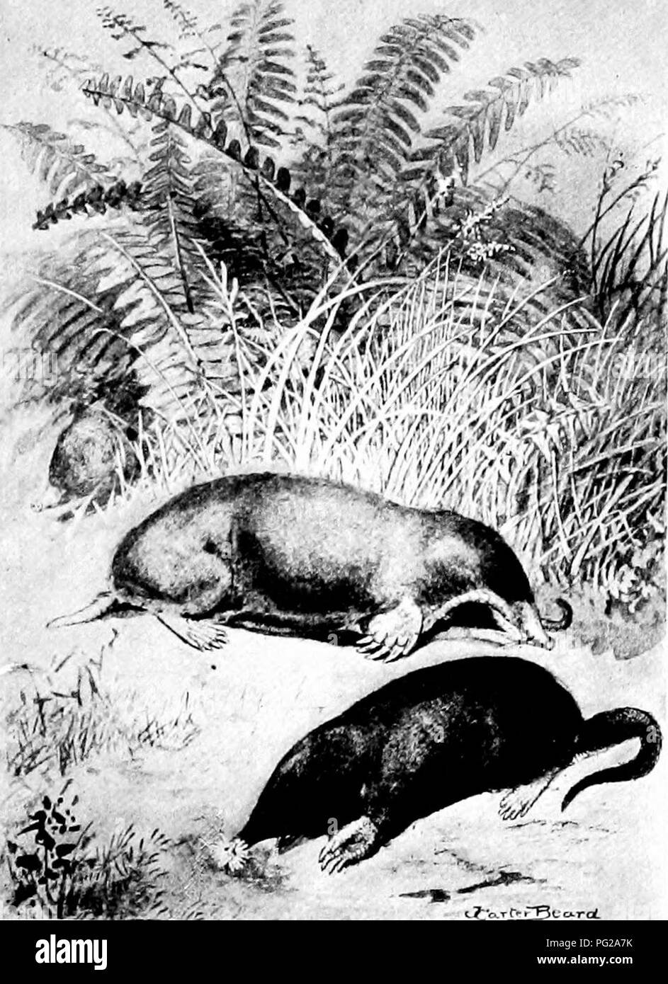 Common mole rat Black and White Stock Photos & Images - Alamy